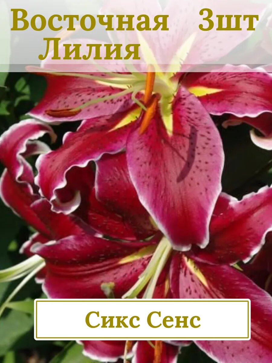 Лилия Восточная махровая, многолетние цветы, луковицы 3 шт