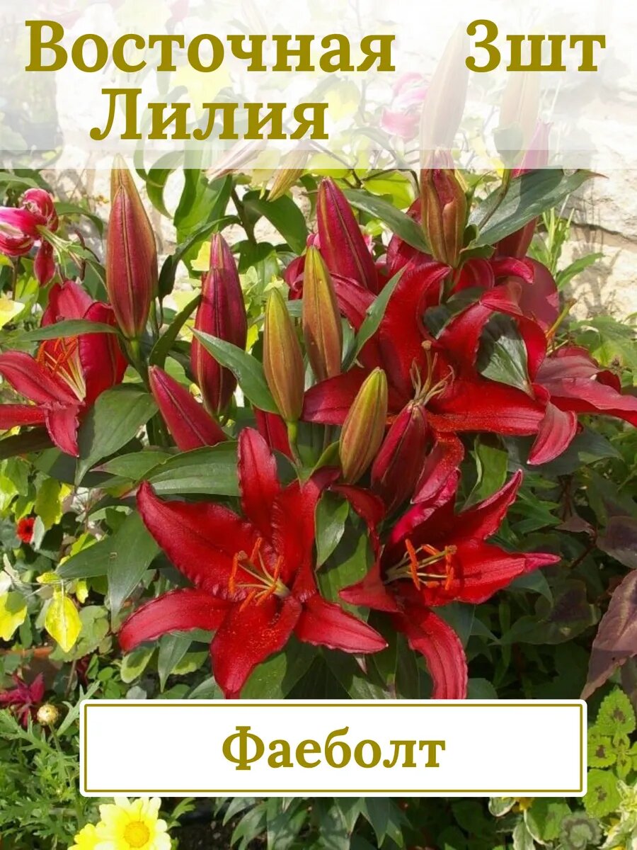 Лилия Восточная махровая, многолетние цветы, луковицы 3 шт