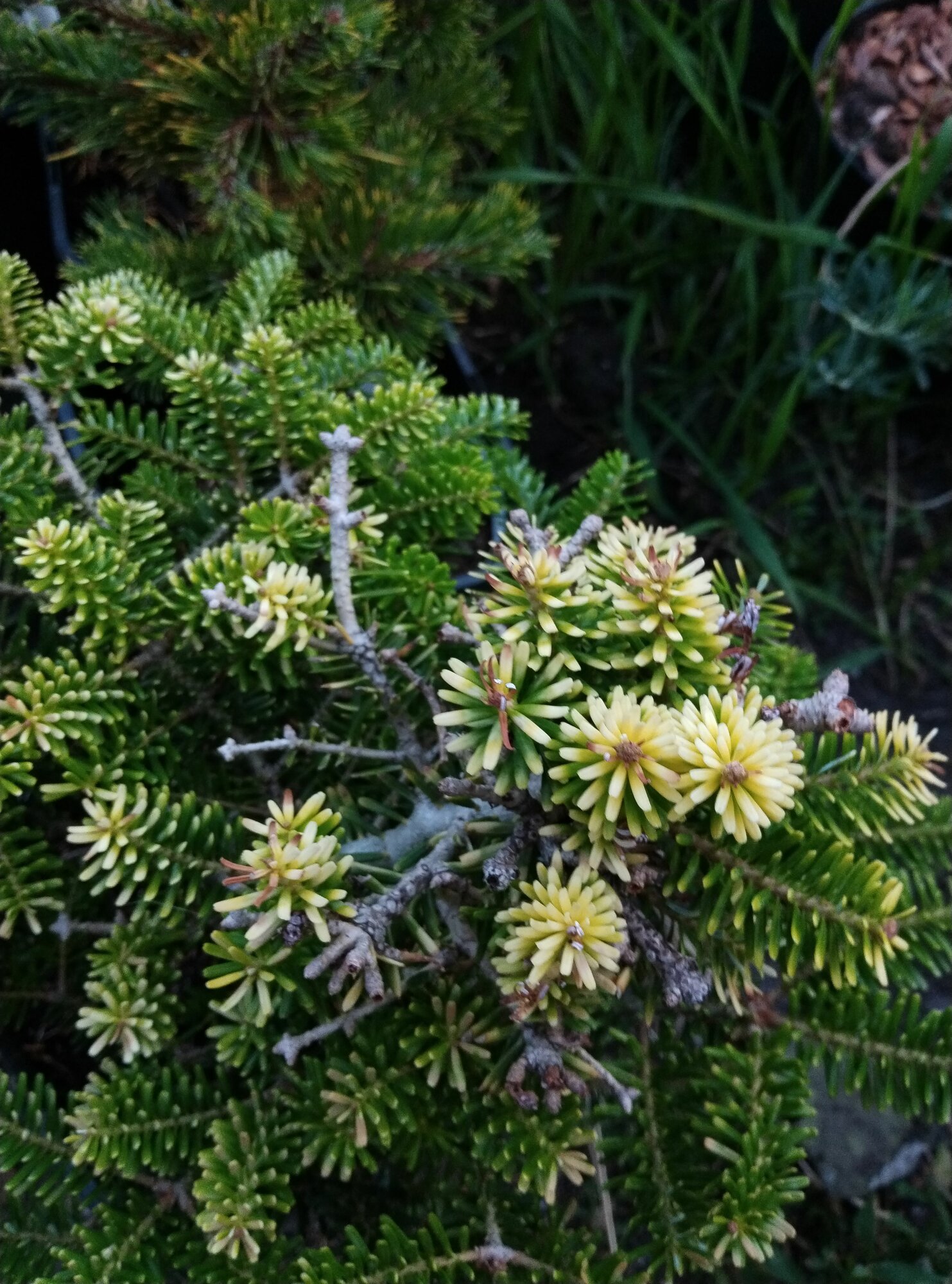 Пихта корейская Аурея, С3