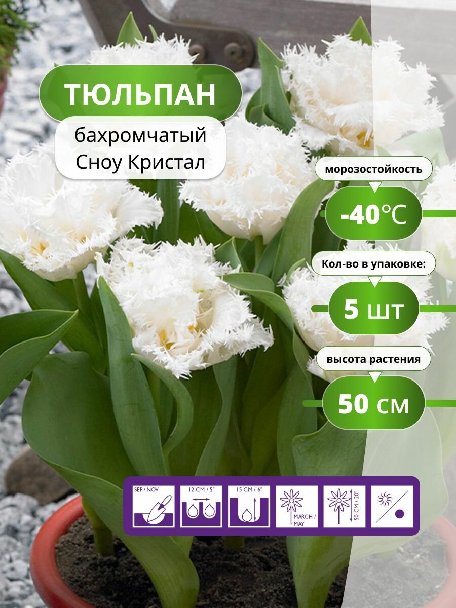 Тюльпан бахромчатый Сноу Кристал (5 лук) / луковичные многолетние цветы