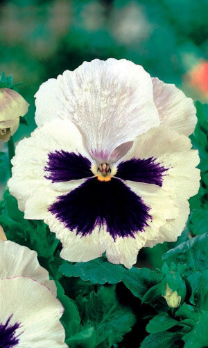 Семена Виола крупноцветковая Сильвербрайд Уральский Дачник