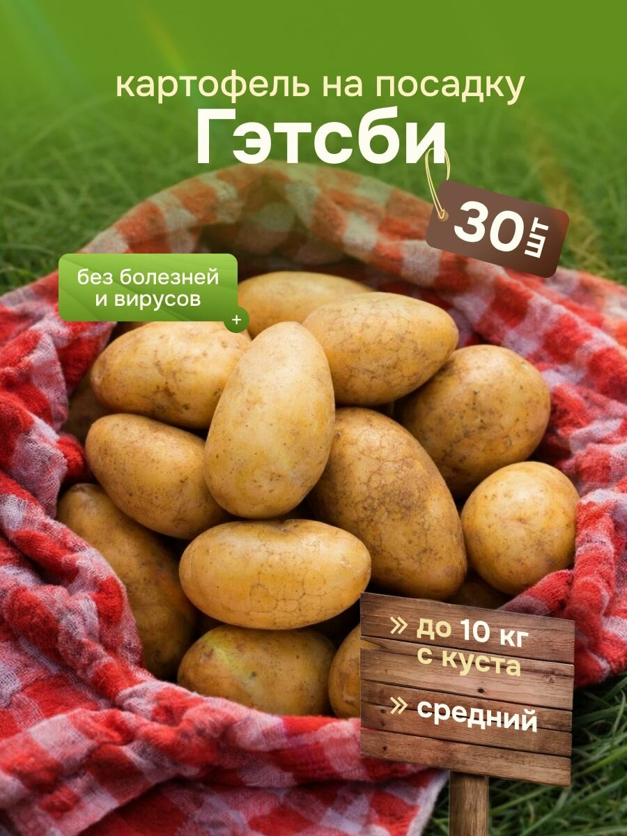 Семенной картофель на посадку Гэтсби 30 шт (средний)