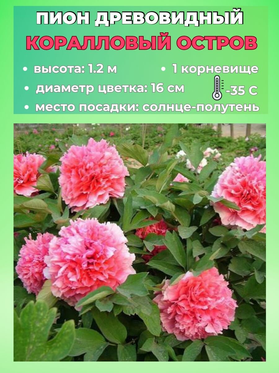 Пион древовидный корневище, 1 штука