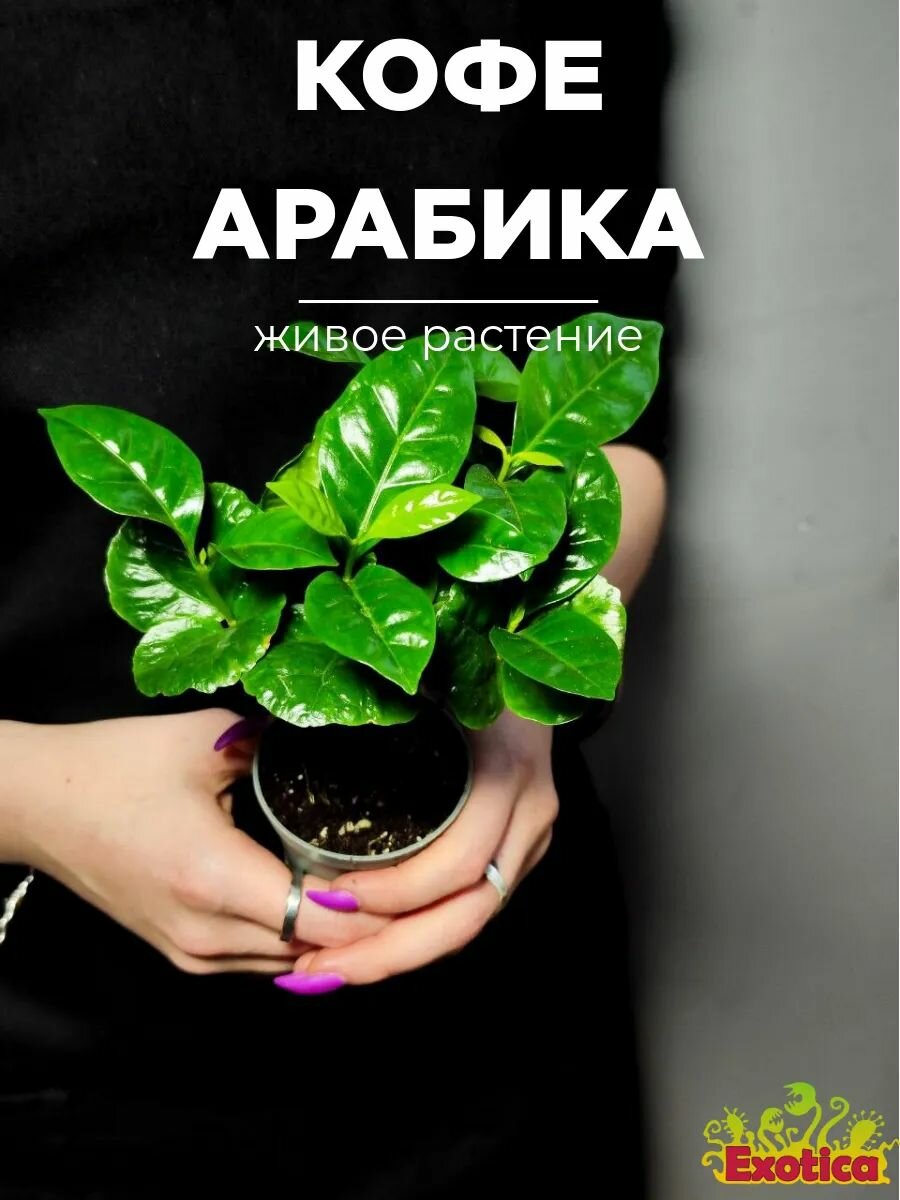 Кофе Арабика (Coffea Arabica) D6см, комнатное растение