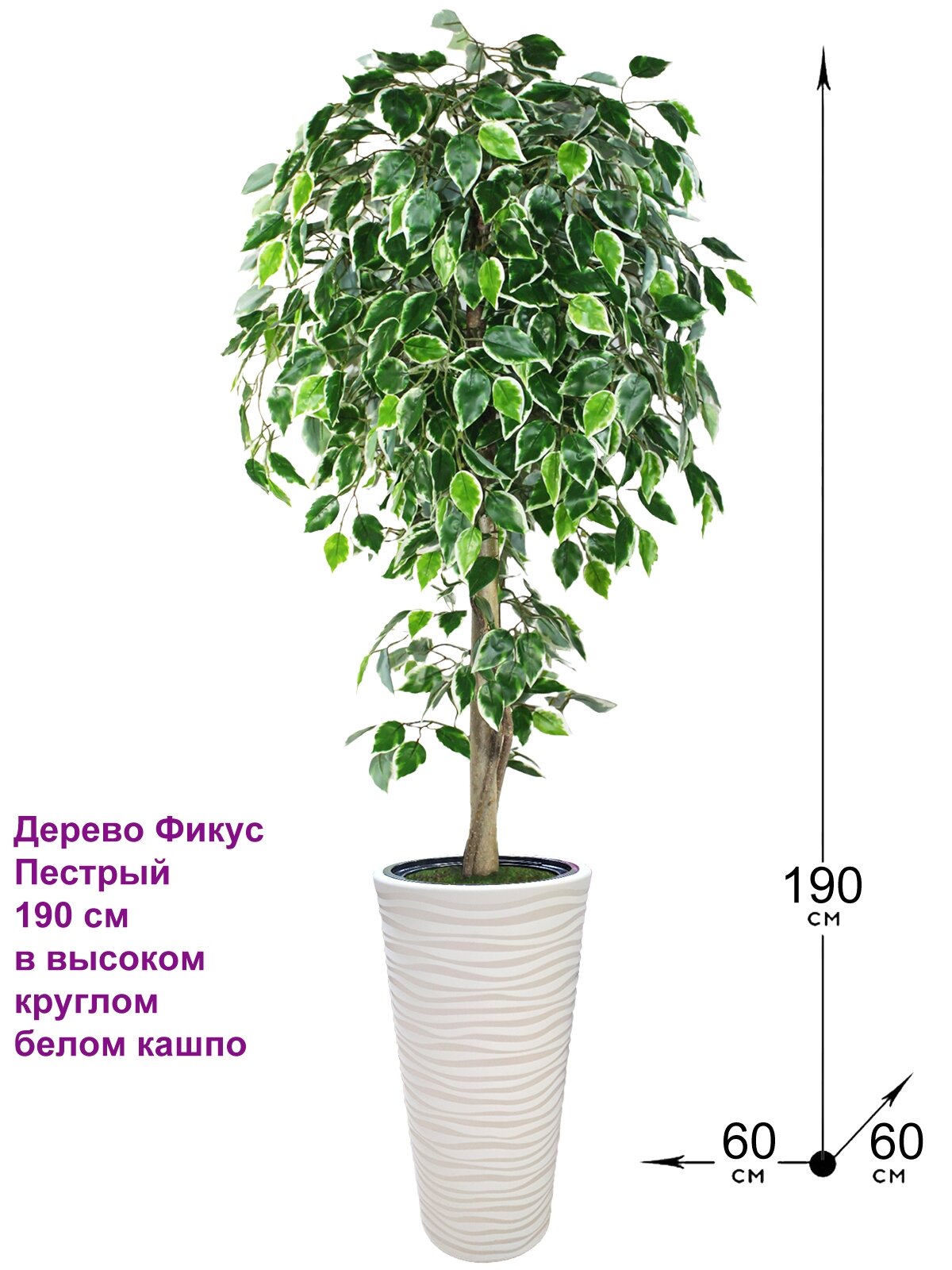 Искусственное большое дерево Фикус Пестрый 190 см в высоком круглом белом кашпо от ФитоПарк