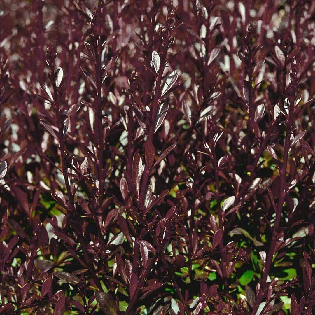 Барбарис тунберга Ред Чиф (Berberis thunbergii Red Chief) / 1 шт