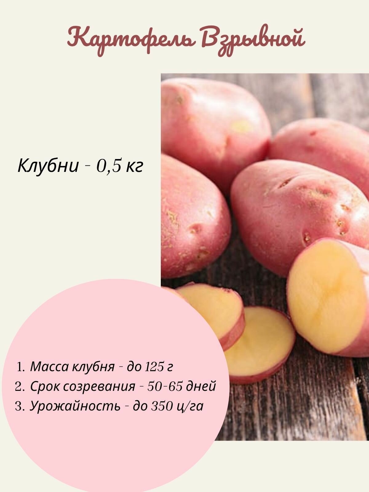 Картофель красный Взрывной 0,5 кг на посадку