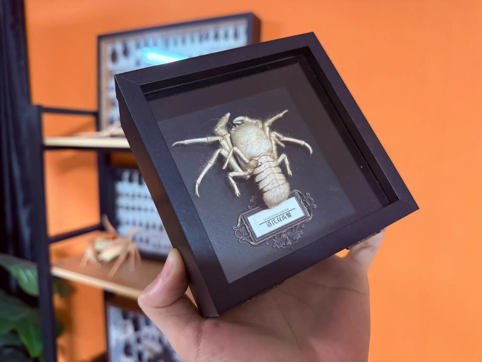 Коллекционная статуэтка краба Dicranodromia Doderleini