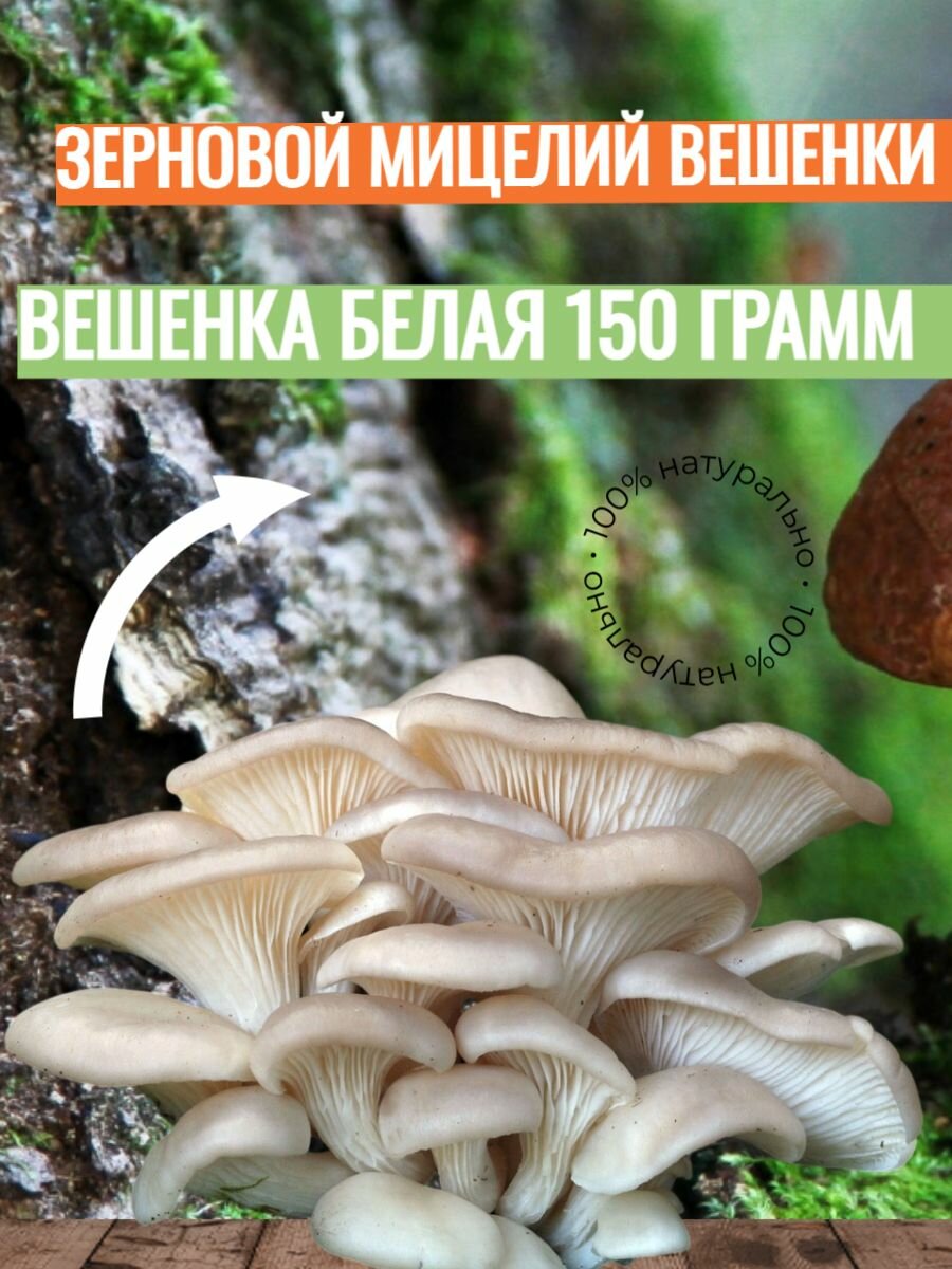 Грибница вешенки набор для выращивания дома / семена грибов / мицелий вешенки