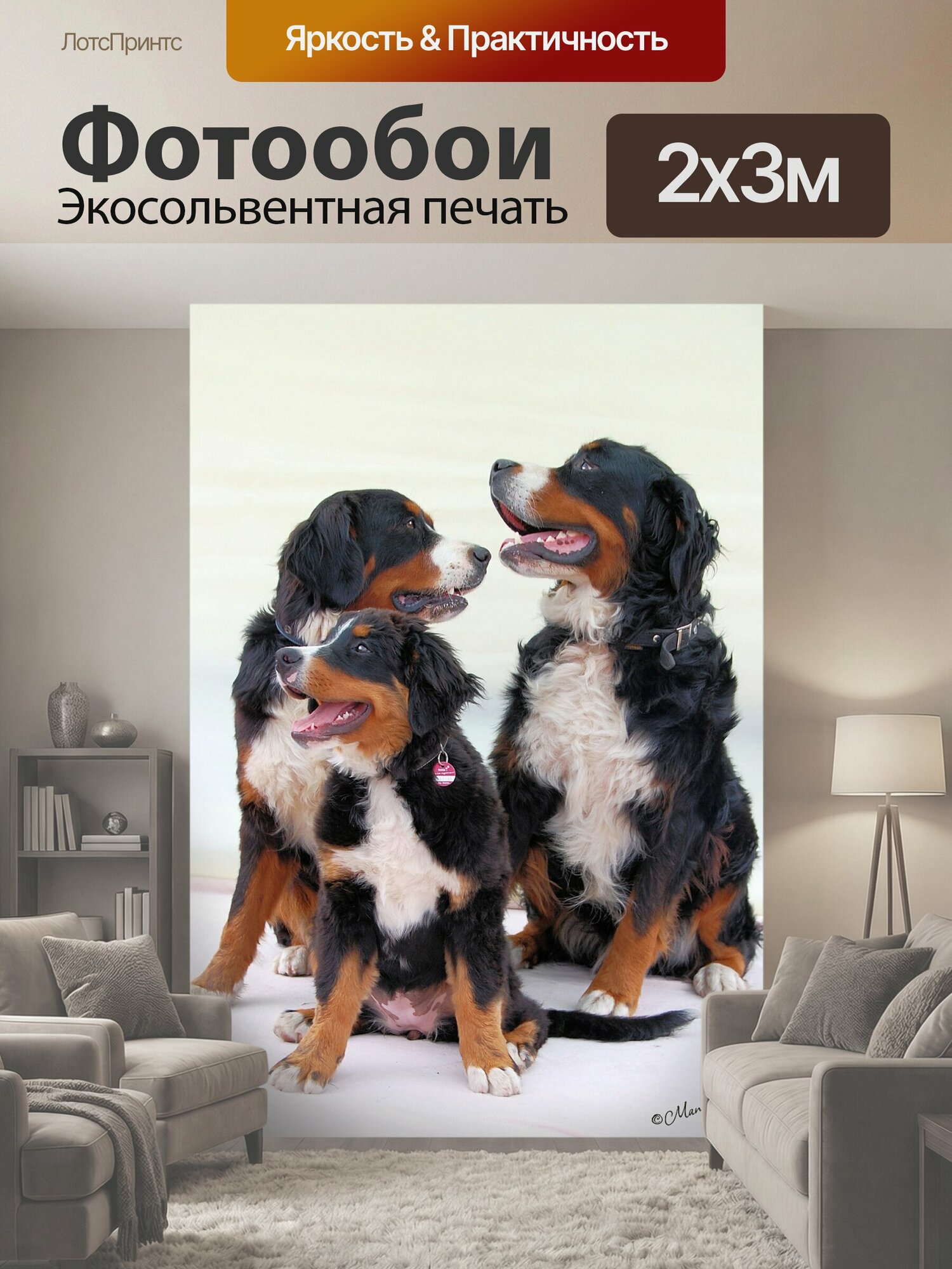 Фотообои "Бернский зенненхунд, собака, бернер" 200x300 см. экосольвентная печать