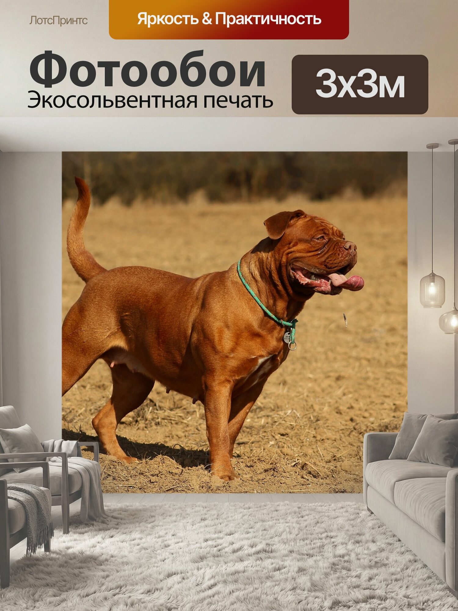 Фотообои "Собака, барбара де бордо, бордоский дог" 300x300 см. экосольвентная печать