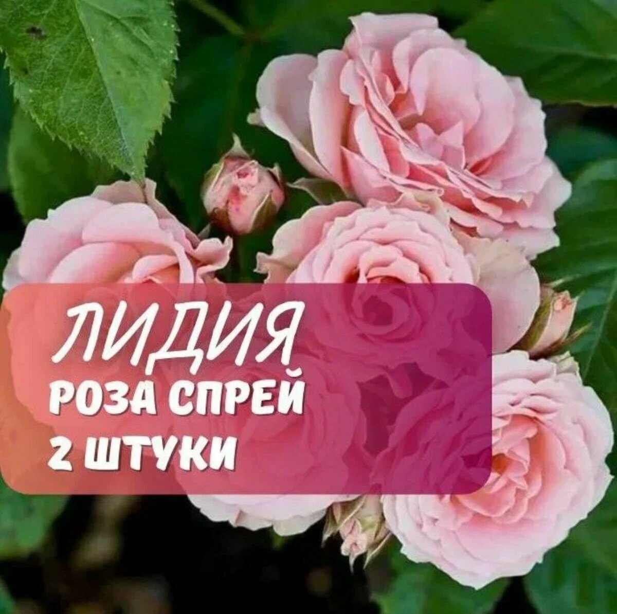 Роза спрей Лидия (Lidia) / 2 шт, теневыносливый, непрерывноцветущий сорт