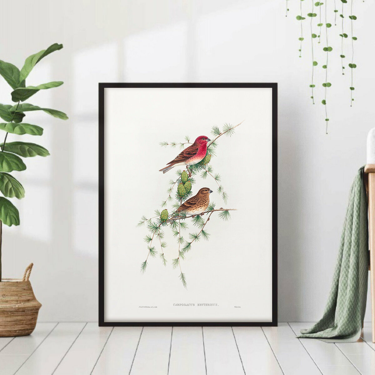 Постер "Птицы на хвойной ветке ретро иллюстрация" в черной рамке 40x50 см для интерьера на стену