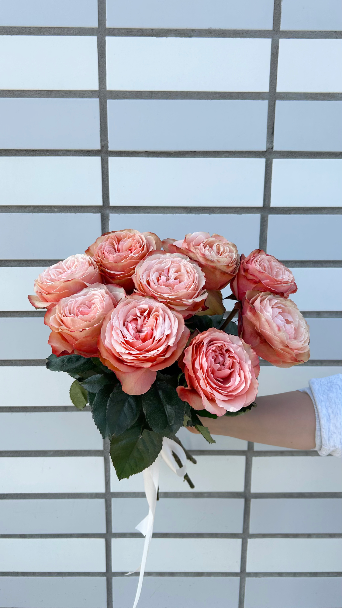 Роза Кахала нежного необычного цвета в градиенте, под ленту