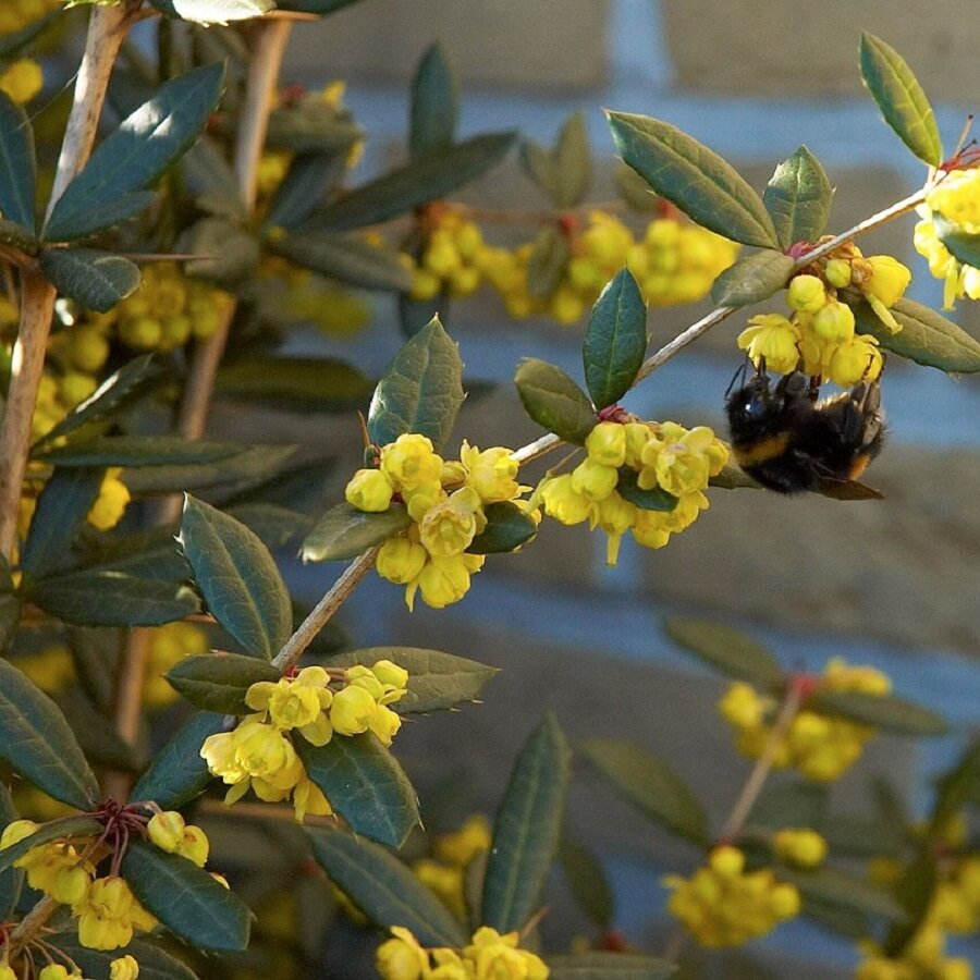 Семена Deodar SEEDS COMPANY Барбарис Юлианы 20 шт.