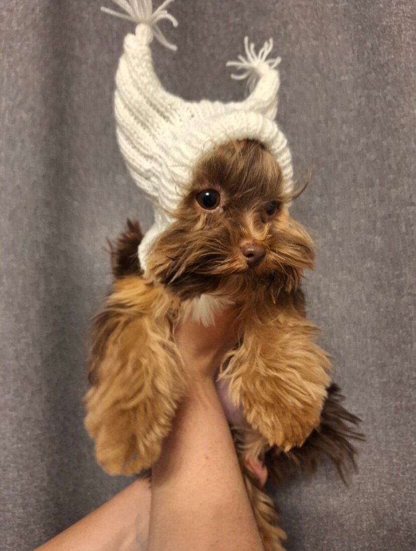 Шапка для собак мелких пород "Белоснежка", размер S (окружность шеи 20-24 см), пряжа акрил