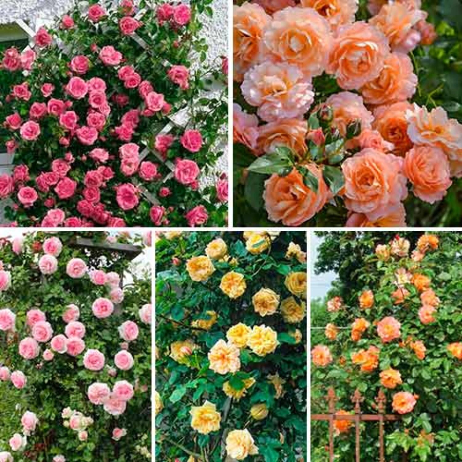 Комплект плетистых роз "Садовая Палитра", 5 сортов, розовый, светло-розовый