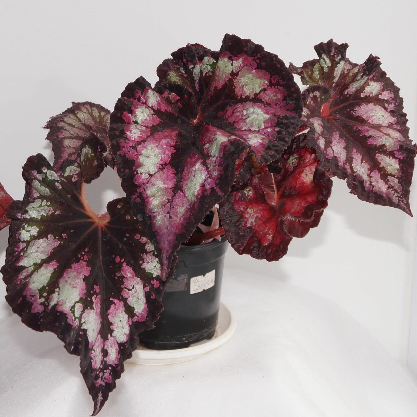 Бегония декоративно-лиственная DS-Праздник