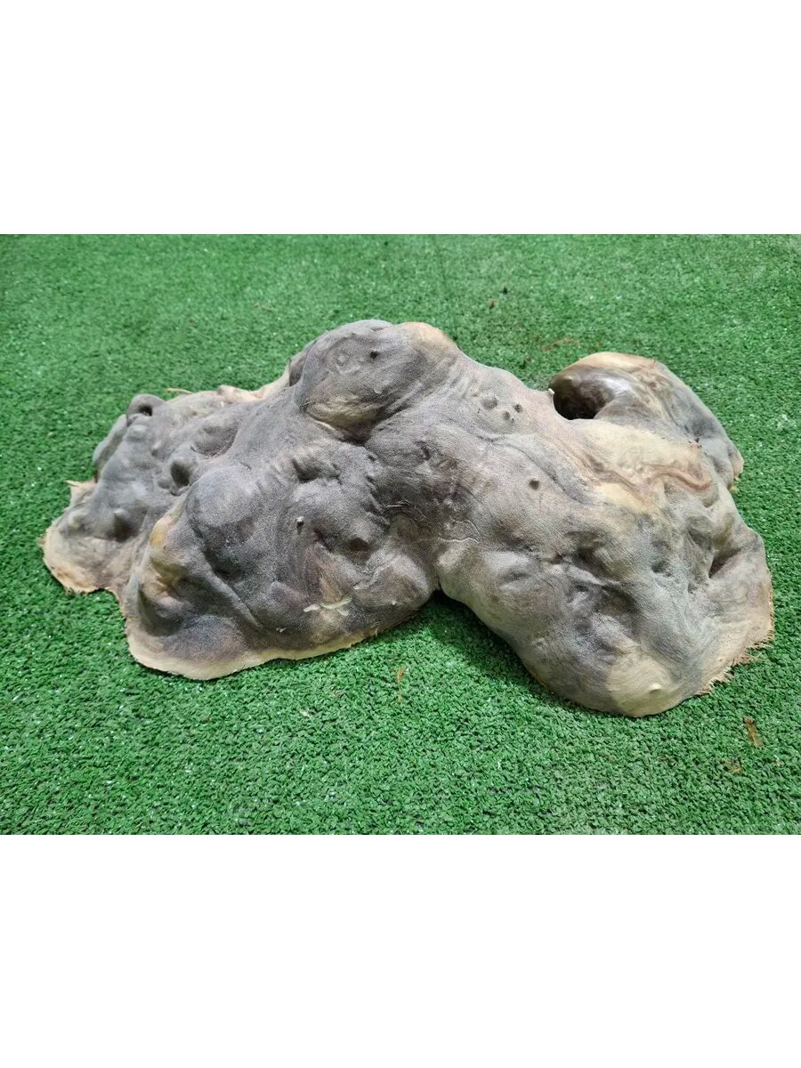 Слэб массив каповый тополь (430-260-120 мм)