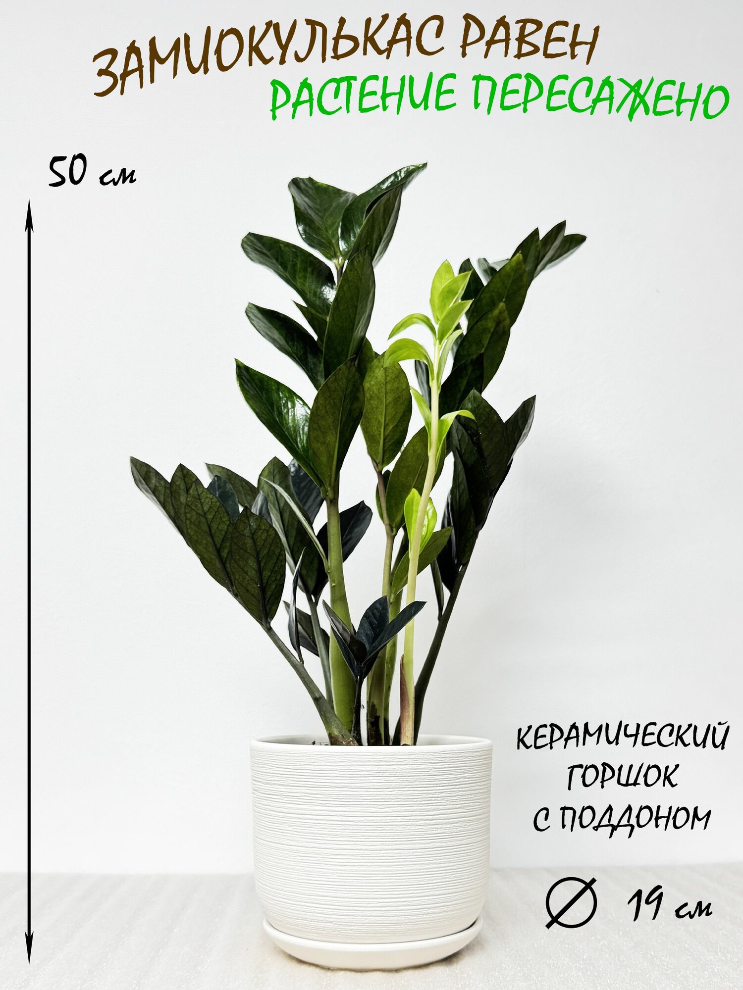 Замиокулькас Равен в белом керамическом горшке с поддоном, высота 45-50см