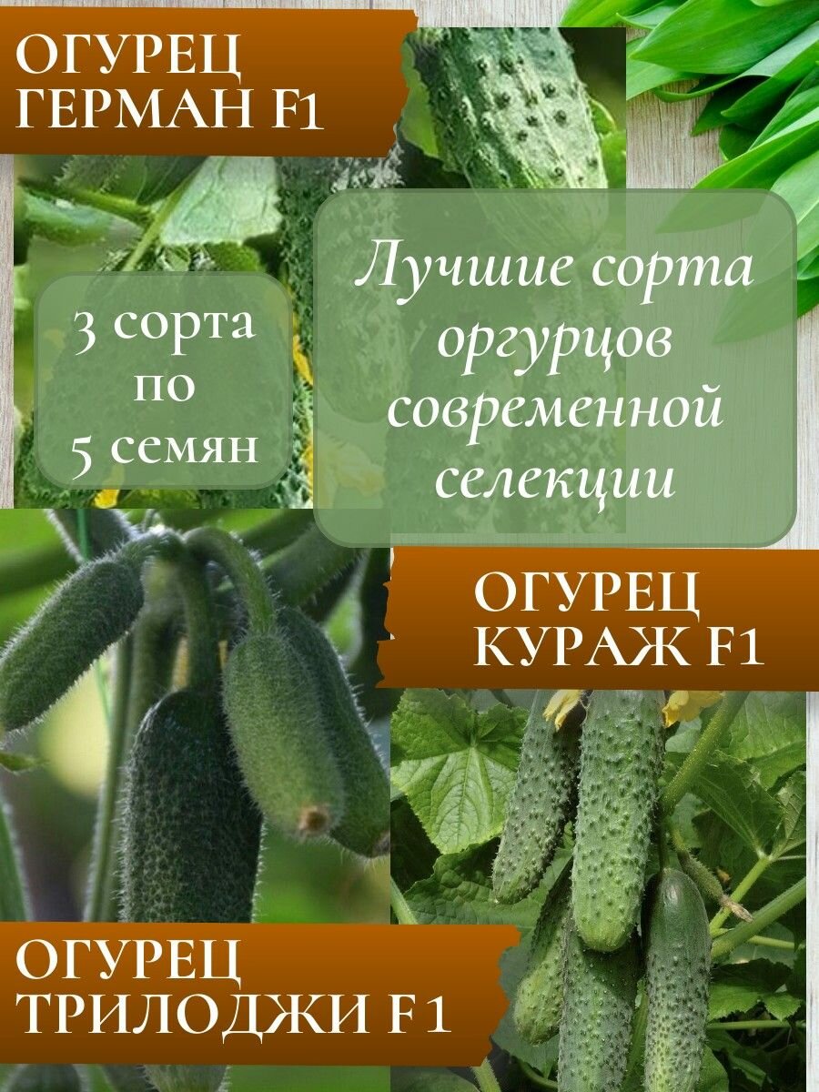 Набор семян огурцов Герман F1 (5шт) + Кураж F1 (5шт) +Трилоджи F1(5шт), раннеспелые, самоопыляемые, без горечи