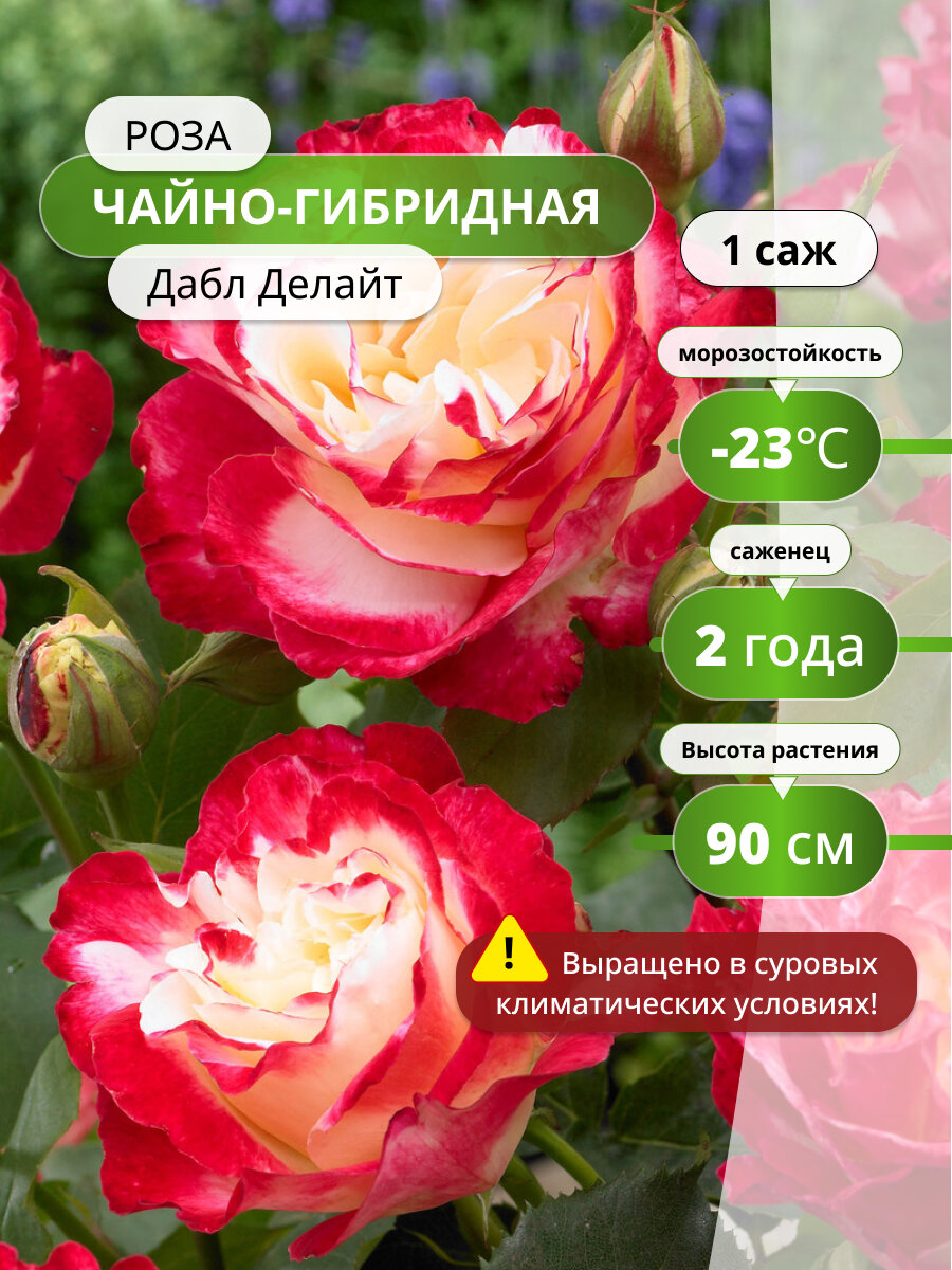 Роза чайно-гибридная Дабл Делайт (Double Delight) / 1 шт, розы, 90 см высота