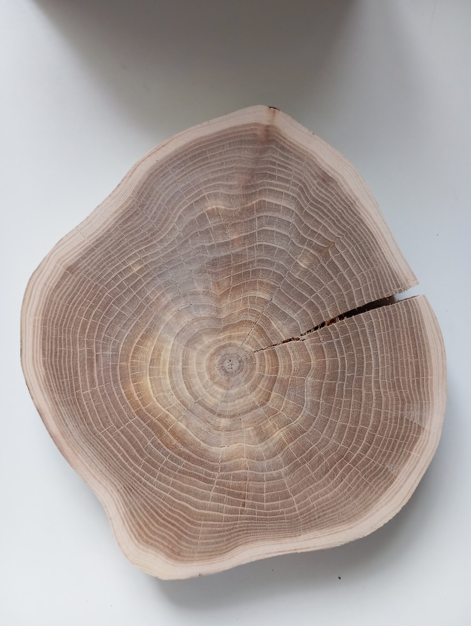 Спил дерева карагач, заготовка для поделок 23/22/3,0см