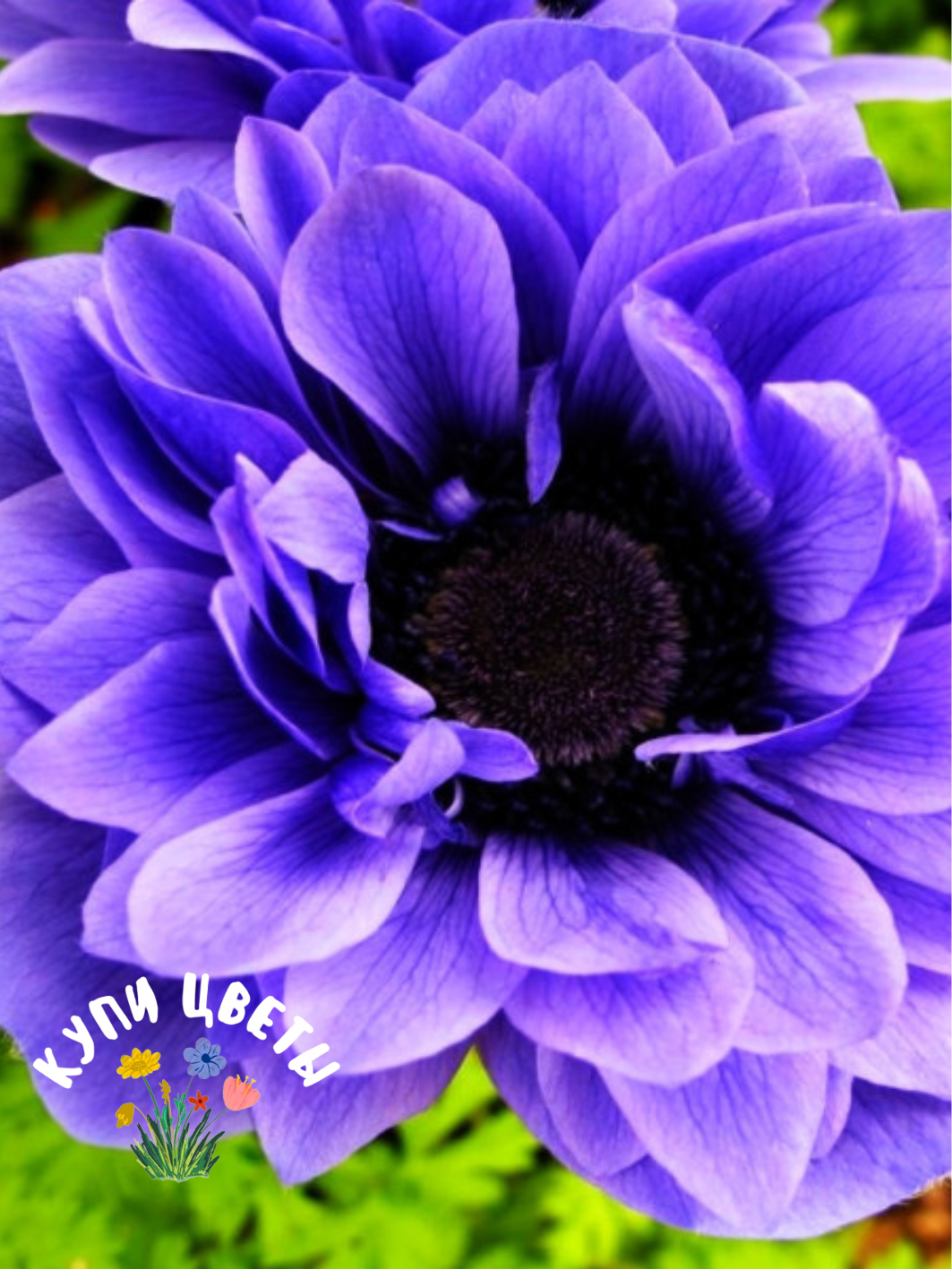 Луковицы цветов, купи цветы, Анемона LORD LIETENANT (10 луковиц)