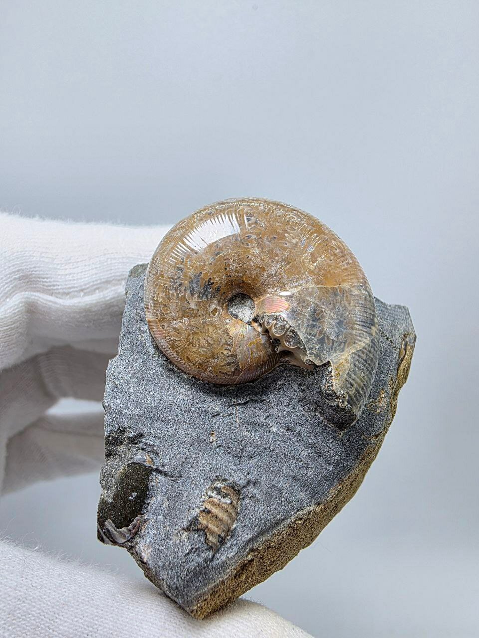 Аммонит перламутровый в породе 68 мм, 120 г.