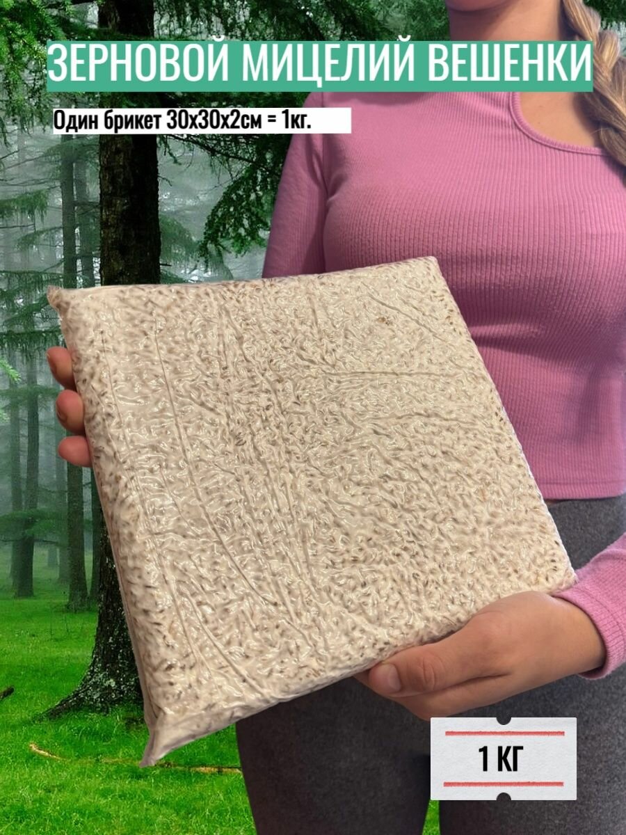 Мицелий грибов вешенки зерновой р20- 1 кг.