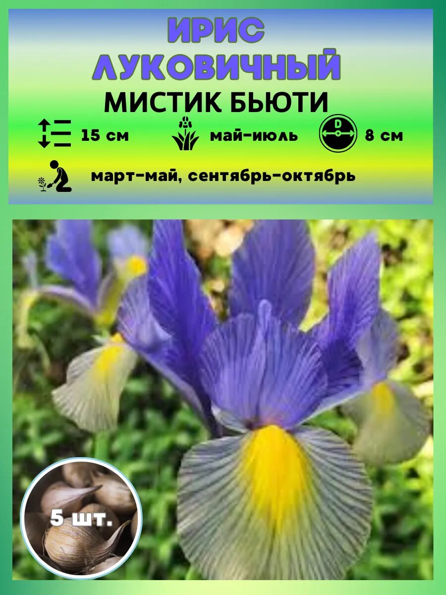 Ирис луковичный, луковицы 5 штук