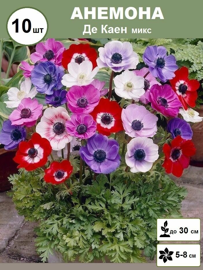 Луковицы Анемона Де Каен микс / цветы садовые цветущие, в упаковке 10 шт