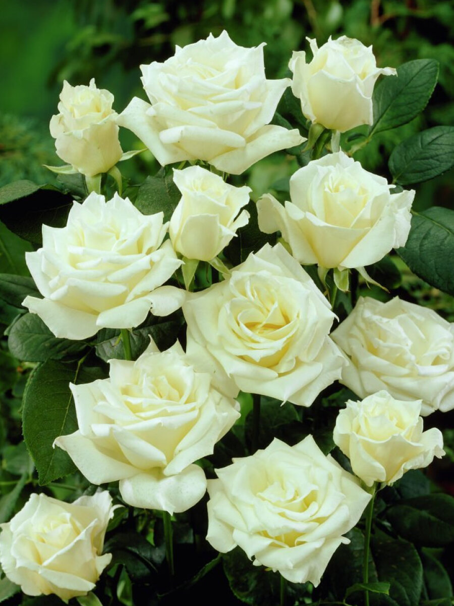 Роза чайно-гибридная Аваланж , 1 саженец , многолетняя , белая