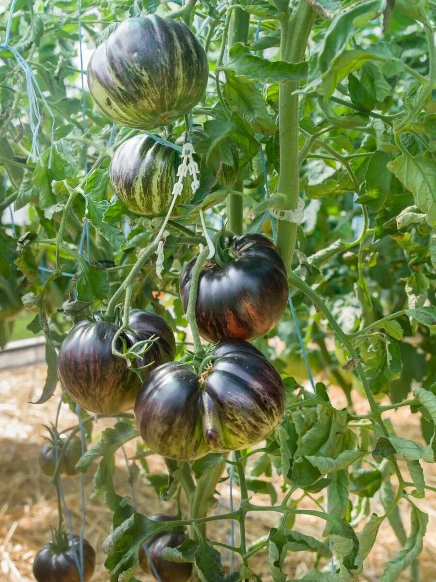 Томат Сердце Марши семена 10 штук