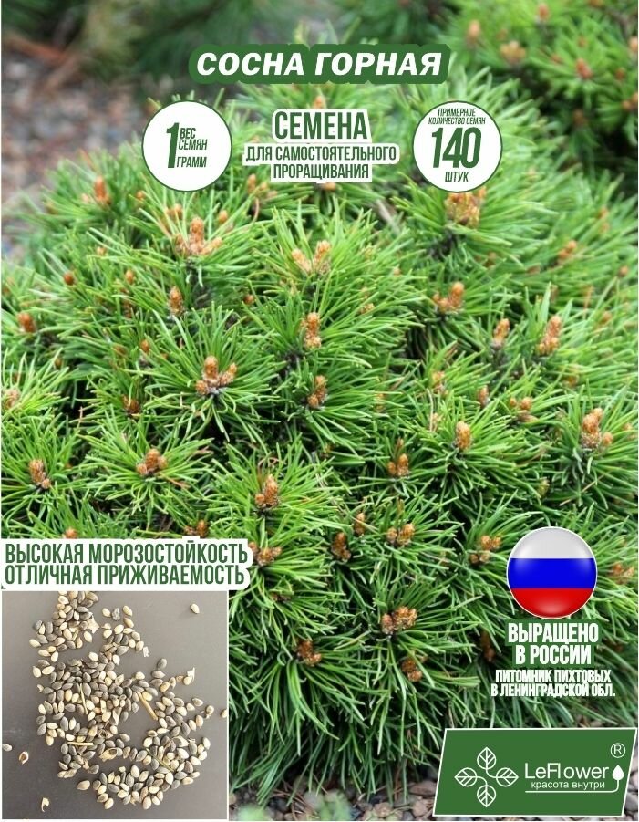 Семена, Сосны Горной, 1 грамм