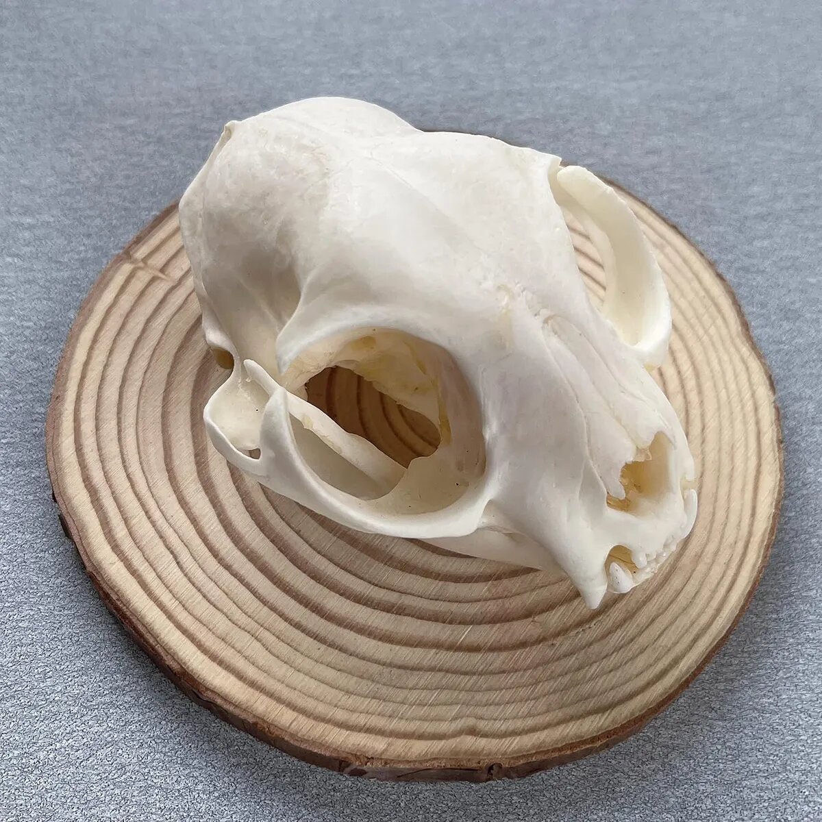 Таксидермия кошек, Черепа настоящих животных, Образцы для научного обучения