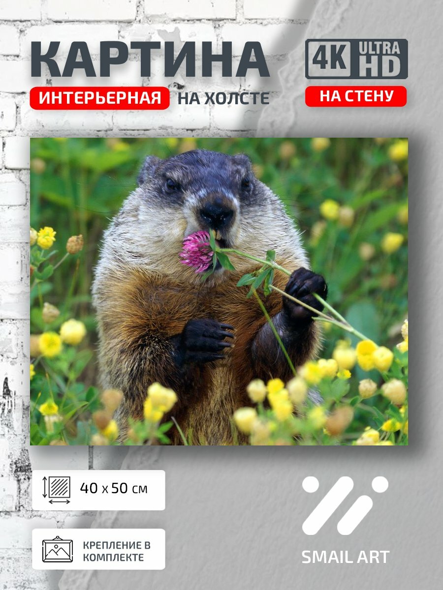 Картина на холсте интерьерная 40 на 50 на стену Бобер Mood для кабинета атмосфера интерьер