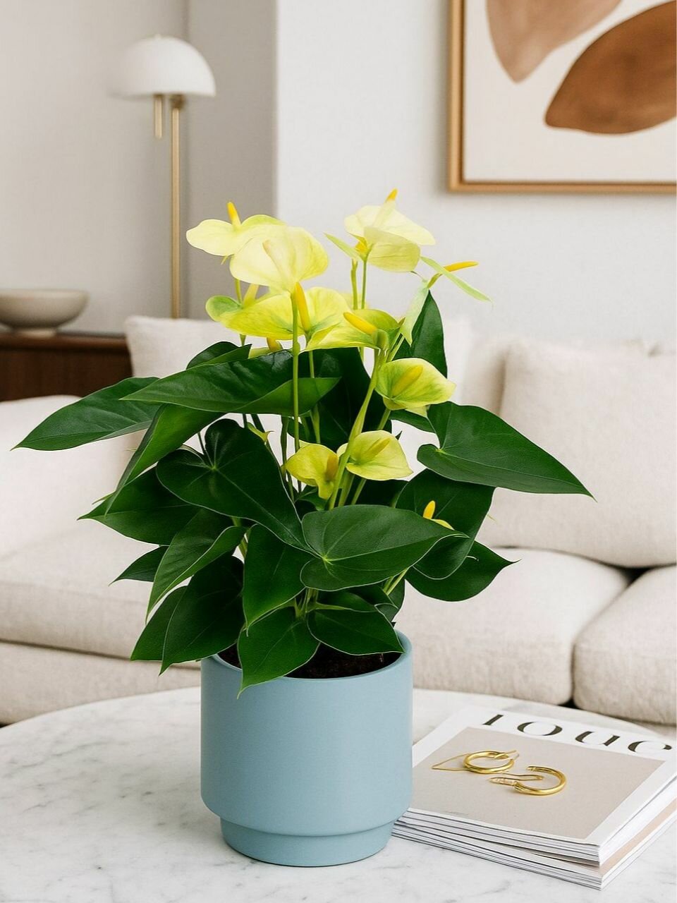 Антуриум GREEN TOWN "Мужское счастье", саженец, высота 23 см