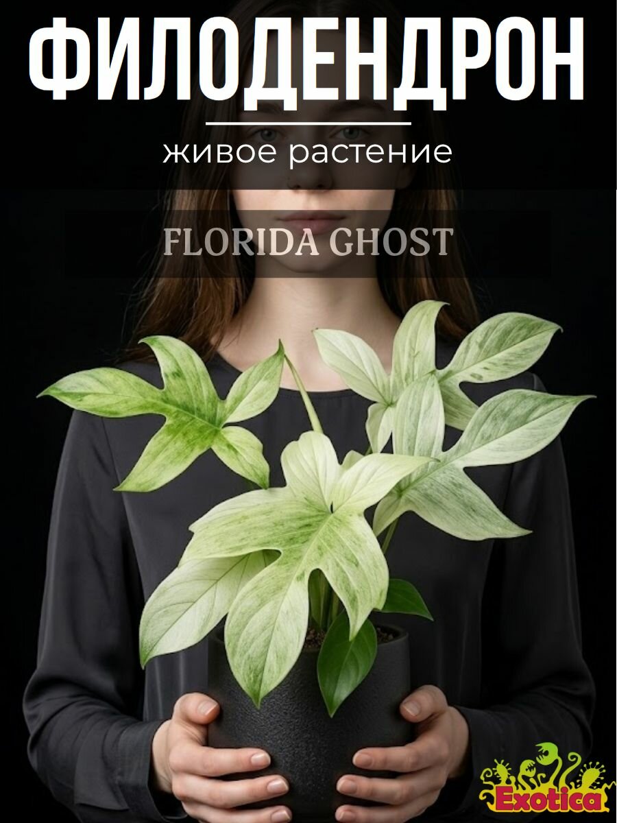 Филодендрон Флоридский Призрак (Philodendron Florida Ghost) D6см, комнатный цветок