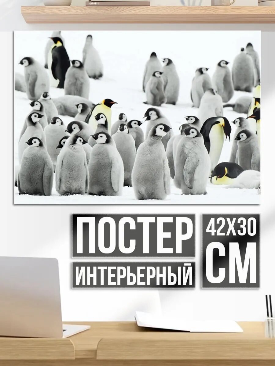 Плакат постер Пингвины на снегу