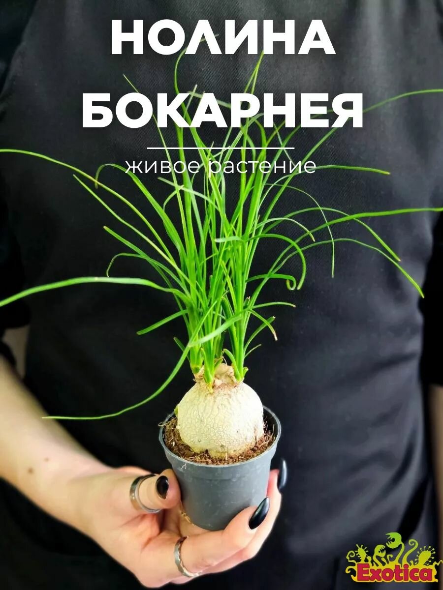 Нолина Бокарнея Рекурвата (Beaucarnea Recurvata Nolina) D6см, живое растение