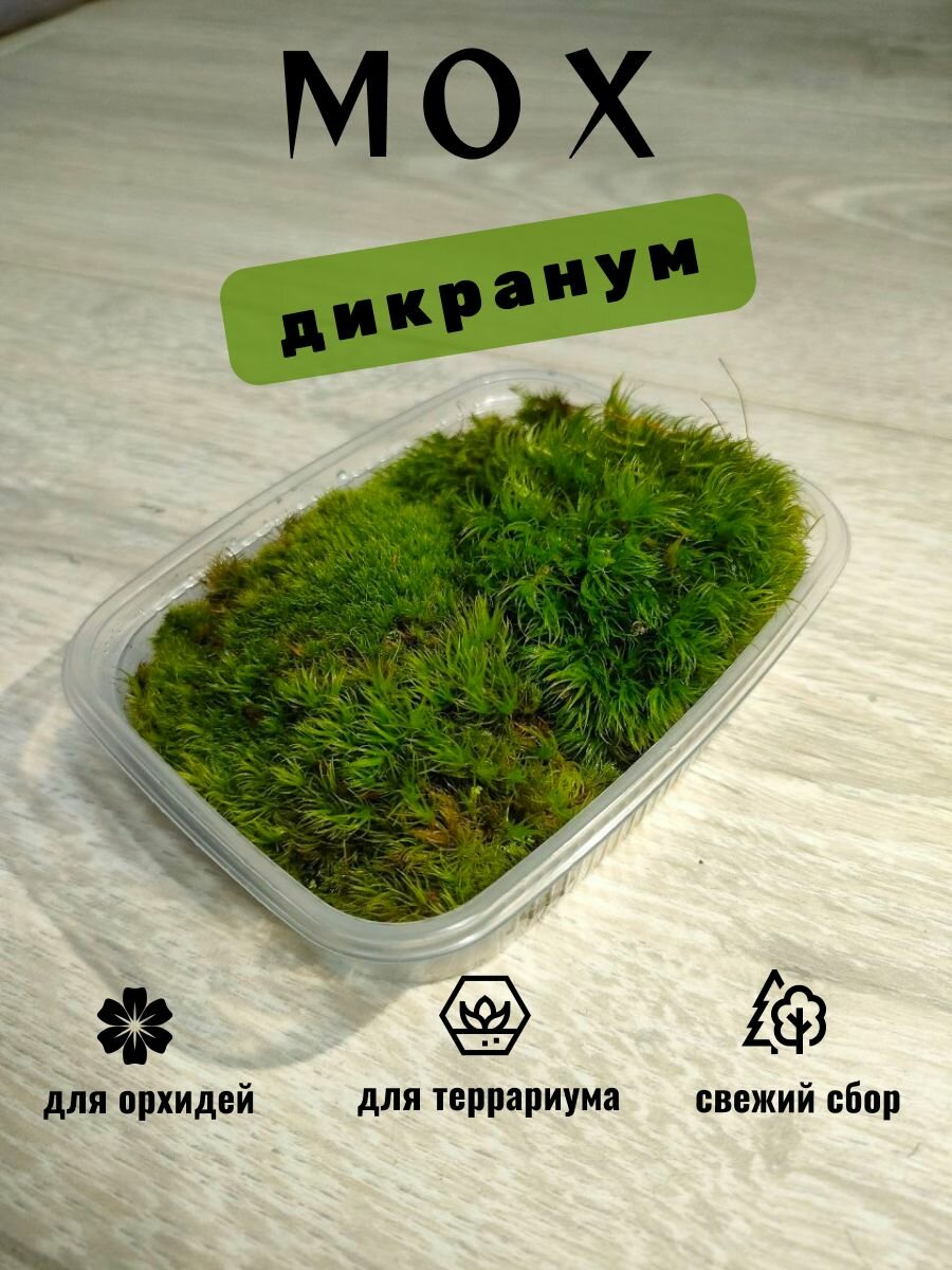 Мох дикранум для орхидей и террариумов свежий лесной