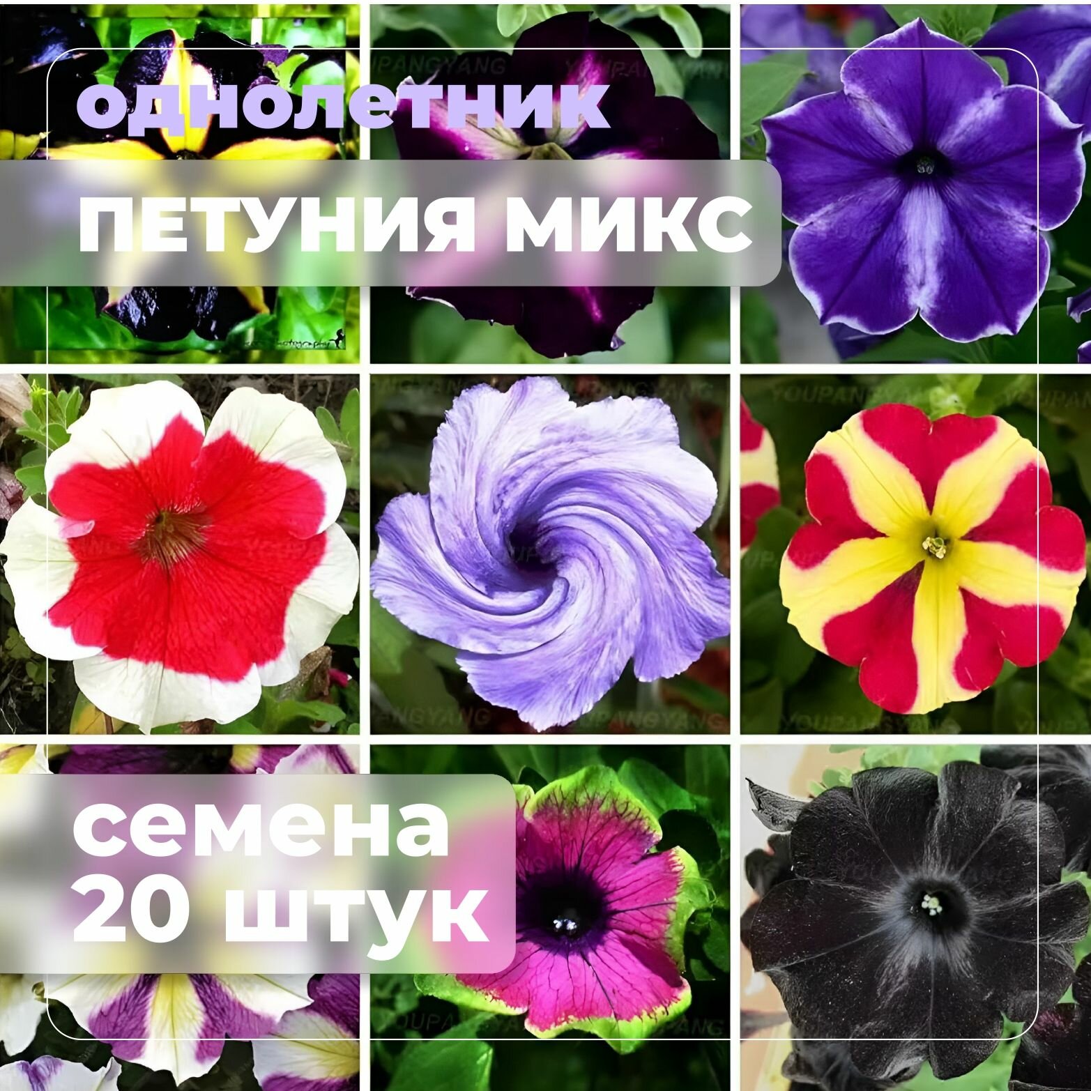 Петуния гибрид Микс цветов, ампельная, для красивого сада, семена 20 штук