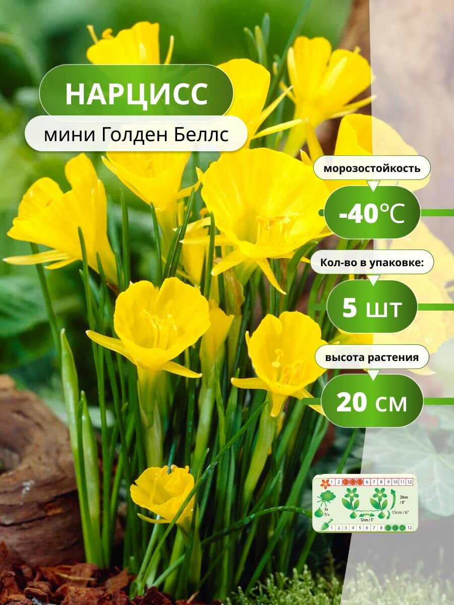 Нарцисс мини Голден Беллс (5 лук) / луковичные многолетние цветы