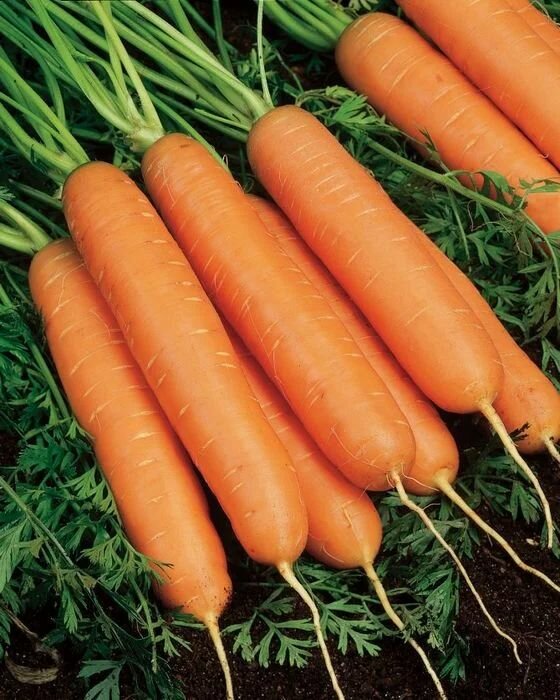 Коллекционные семена моркови Юкон F1/