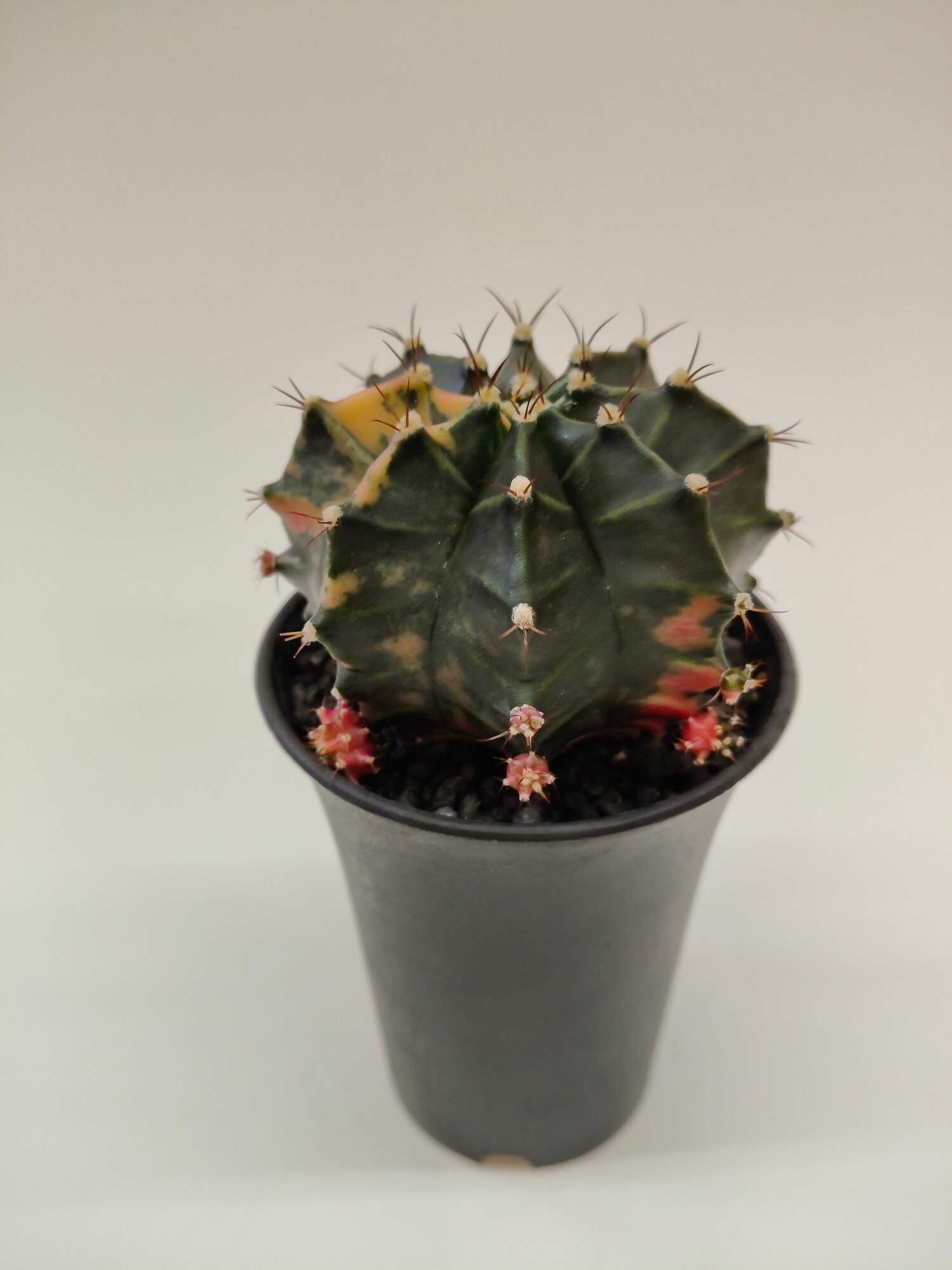 Кактус Гимнокалициум Михановича Вариегатный (Gymnocalycium mihanovichii variegata) Редкий пестрый суккулент