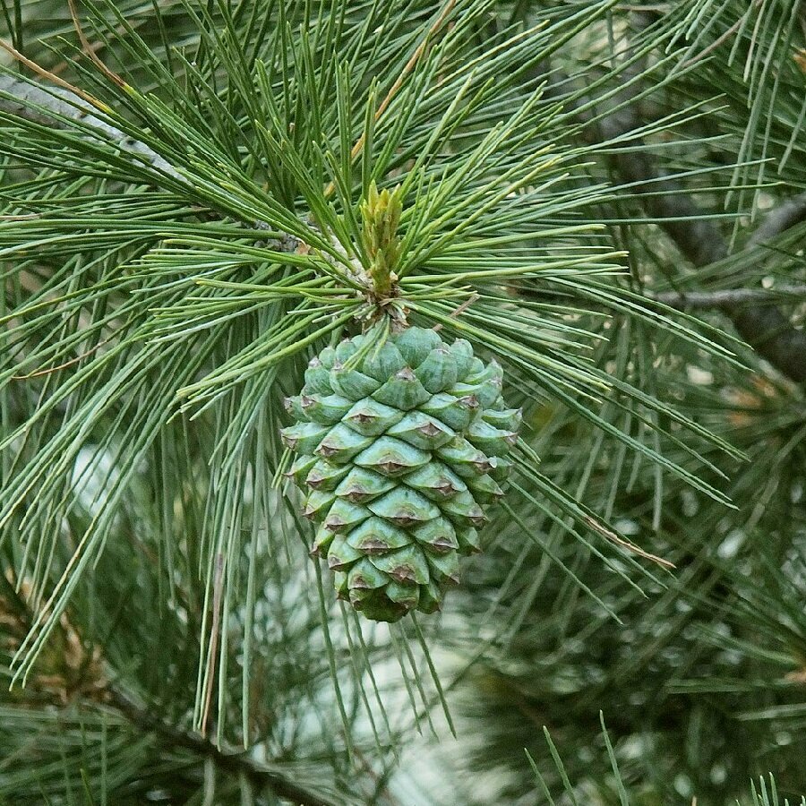 Семена Deodar SEEDS COMPANY Сосна Жерарда 10 шт.