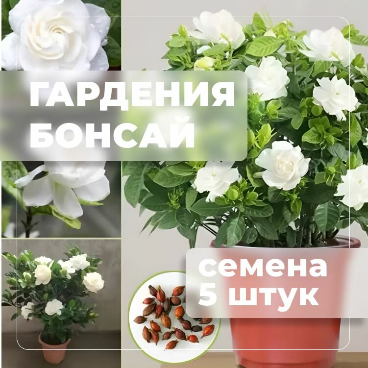 Гардения бонсай, красивое и ароматное растение для дома и сада, семена 5 штук