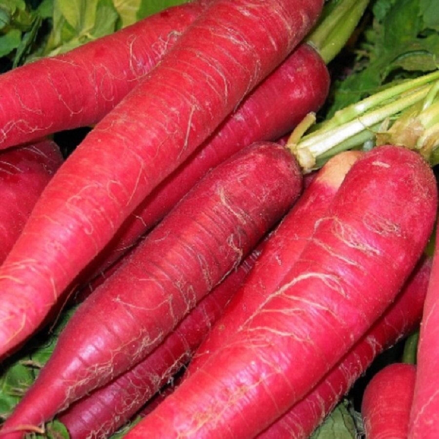 Семена Deodar SEEDS COMPANY Редька Ладушка 50 шт.