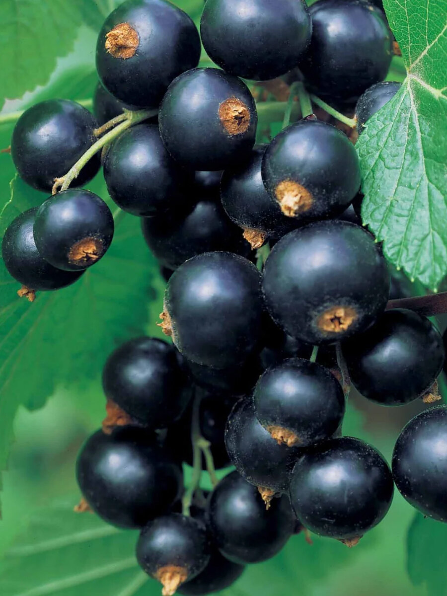 Смородина черная Черная Жемчужина 2 шт, многолетняя, ЗКС, 1,5 - 2 года